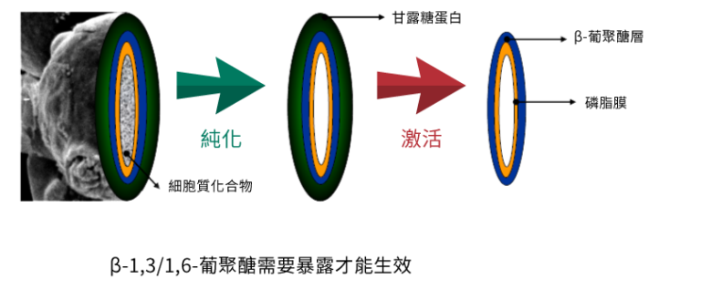 Lalmin® 頂極天然酵母維生素/維他命系列 | Lalmin® 營養酵母原料供應